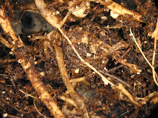 UK - Diseases of Fruit Crops & Ornamentals: Recurring Pythium in the ...