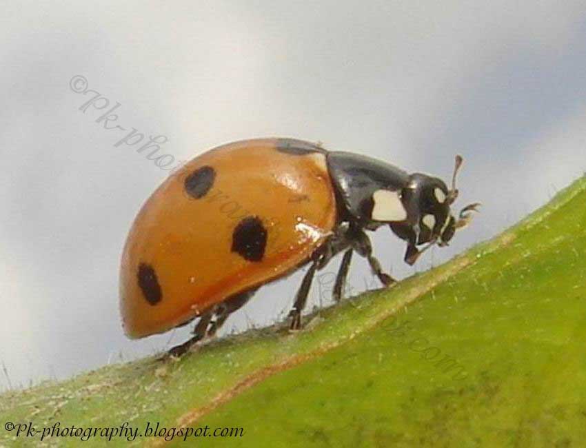 Ladybug Life Cycle | Nature, Cultural, and Travel Photography Blog