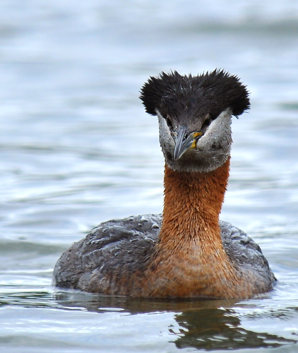 200 Birds: Red-necked Grebe in Utah