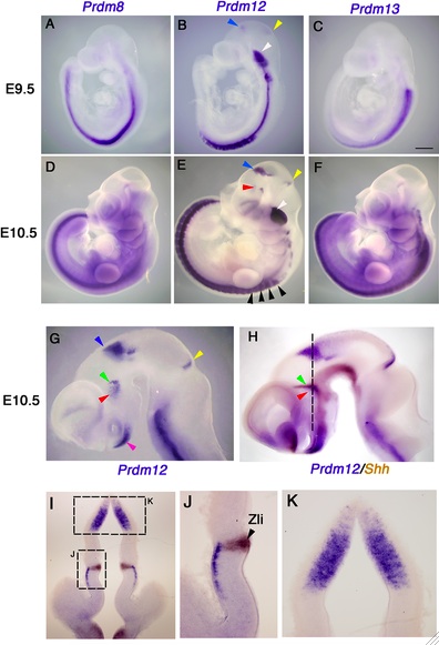 The Arts, Sciences and Medicine: Thought Experiment on PRDM (Just Thinking)