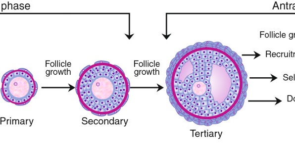 Follicular Study-First step in female infertility investigations ...