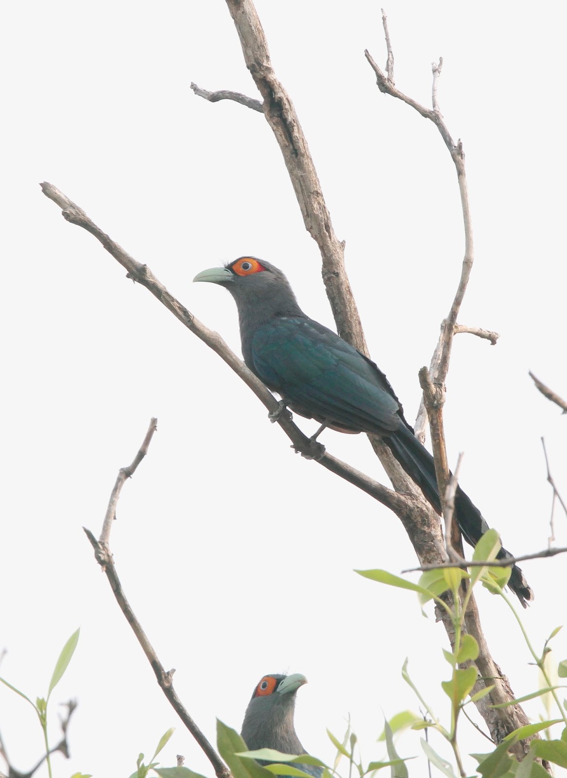 Mike is the name Birding is the game ( Birding in Malaysia - Malaysian ...