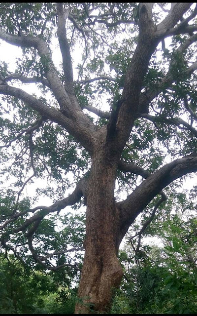 எங்கள் Blog: வெளி கிரகத்திலிருந்து வந்திருக்கும் உயிரினம் போல ...