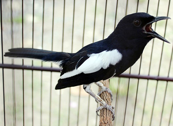 Rahasia Cara Perawatan Manuk Kacer untuk Lomba ala JPC Majasari - Media ...