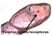 BREA VENENOS: -Foseta Loreal o Foseta Termoreceptora