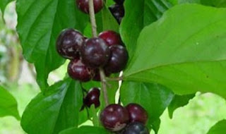 PERTANIAN: Rukem, Buah Lokal yang terlupakan