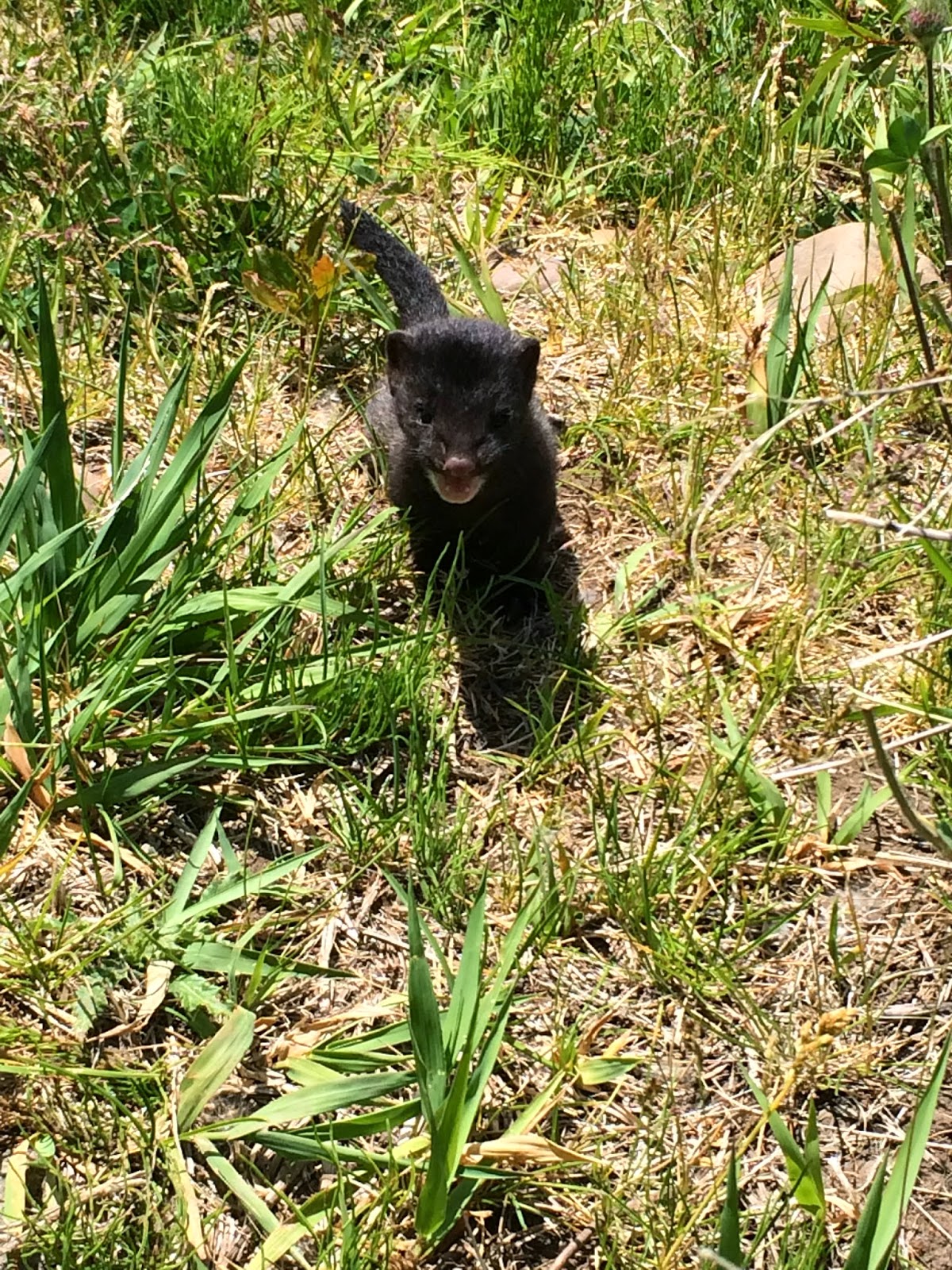 Bean Blog: Wildlife Adventures Week One - Water Wildlife!