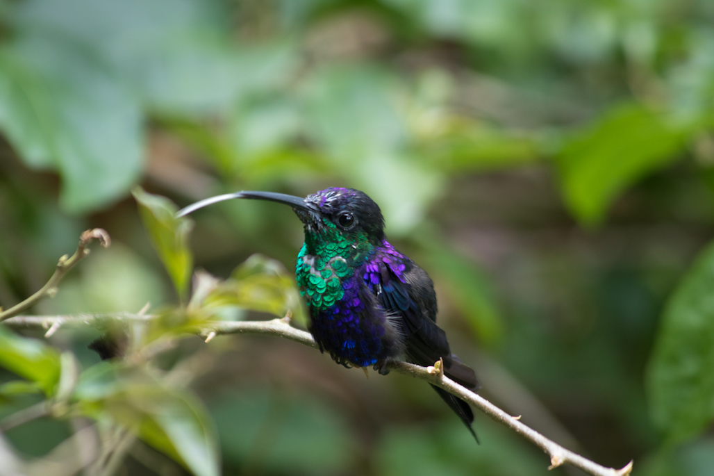 The Hallowed Honeymoon Hummingbird Hunt - Costa Rica - Part 7 - Rancho ...