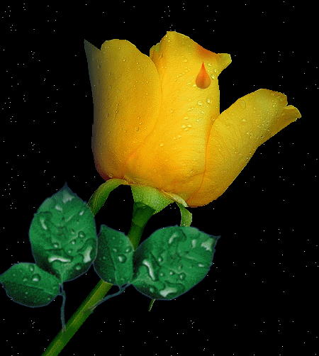 Un blog cu gif-uri: Gifuri flori