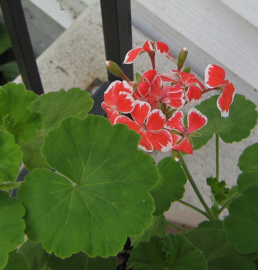 It's A Very Cherry World!: GERONIMO! I mean, GERANIUM!