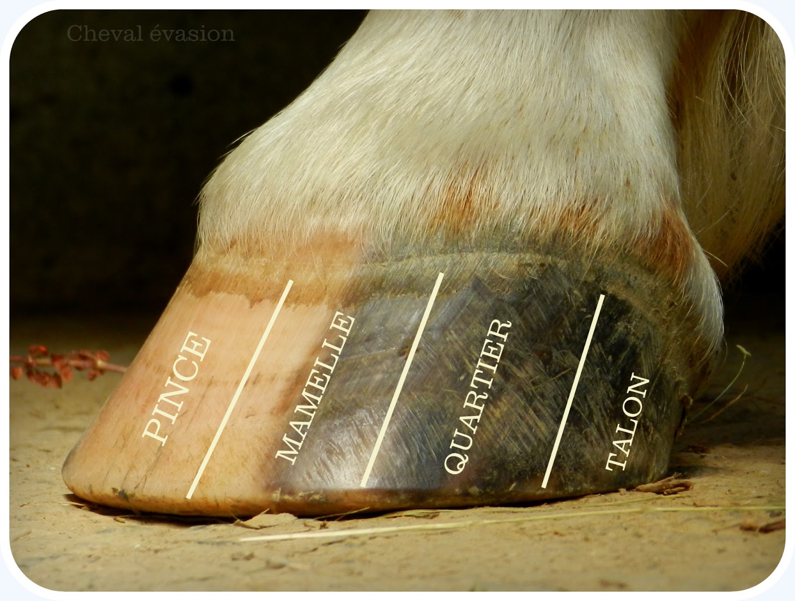 Cheval évasion: Le sabot