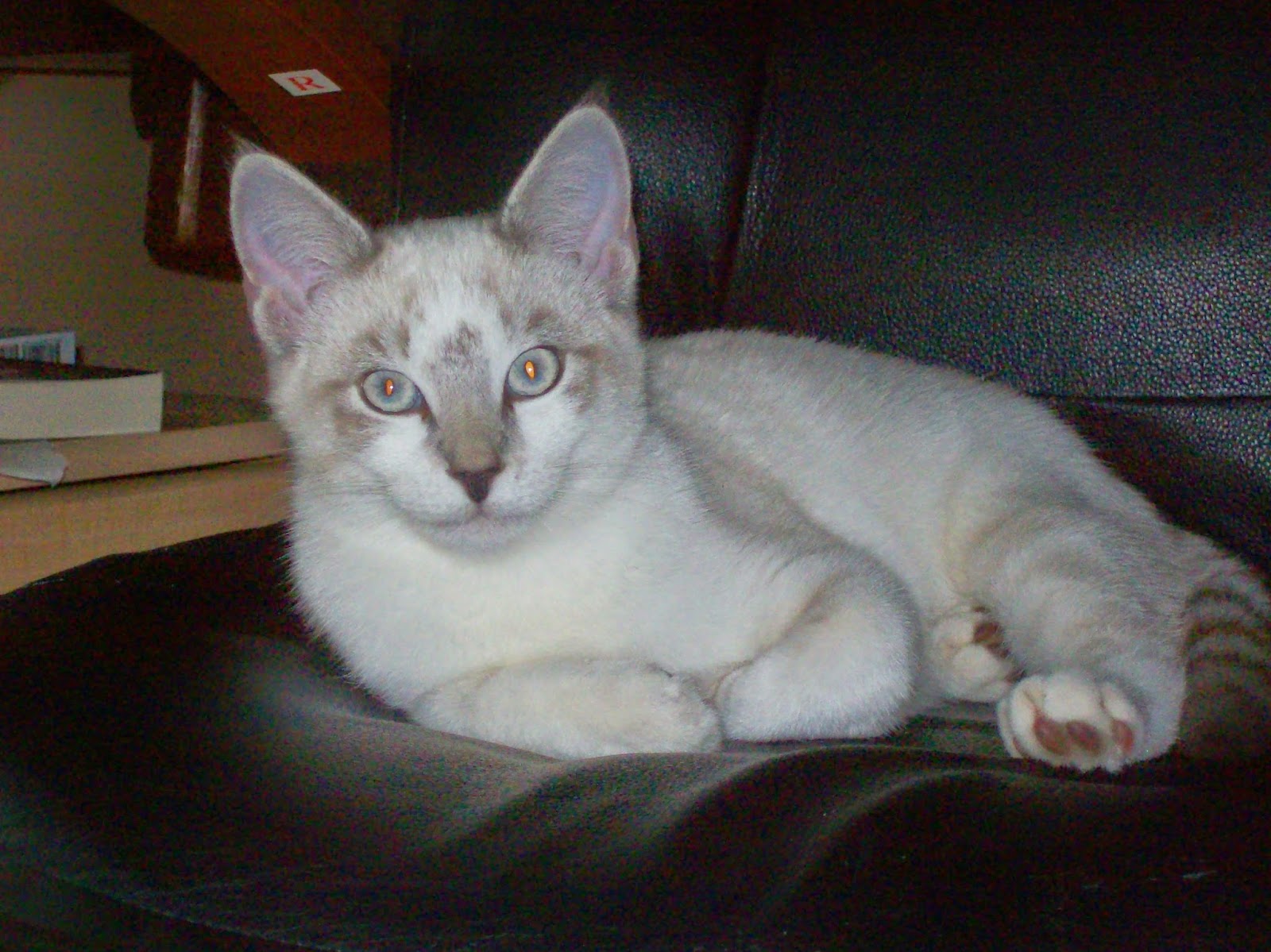 Misadventures of a Feral Cat Wrangler: April 2014