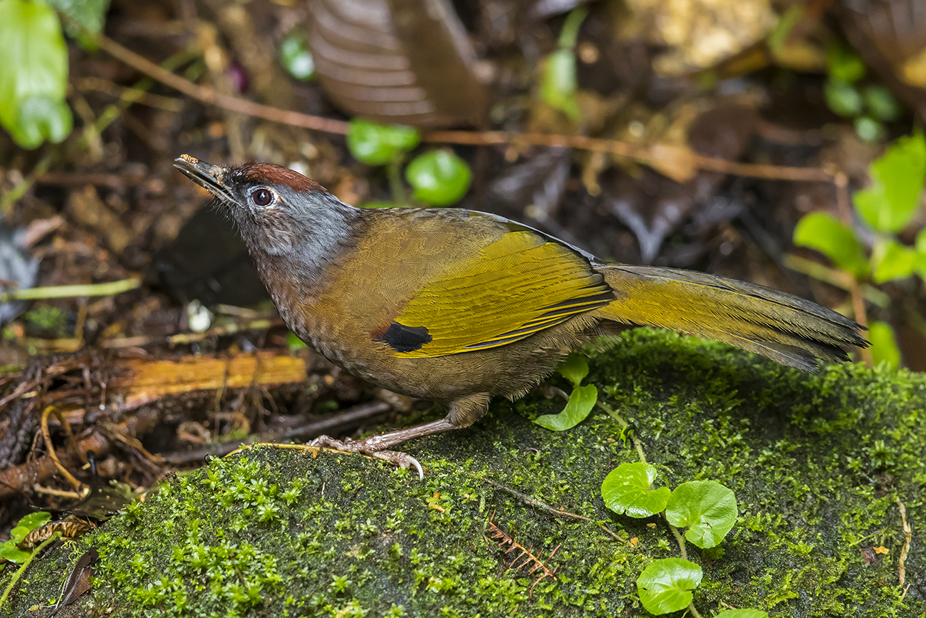 As The Crow Flies - a Hong Kong Birding Blog: West Malaysia - January ...