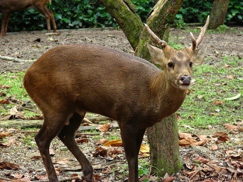 THE ZOOLOGIST : Three Types Of Deer In Malaysia