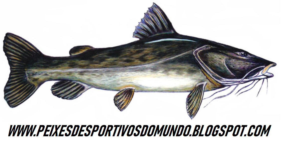 PEIXES DESPORTIVOS DO MUNDO: O JAÚ - Paulicea luetkeni (Humboldt, 1821)