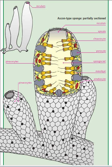 Pustaka Porifera: Materi Filum Porifera