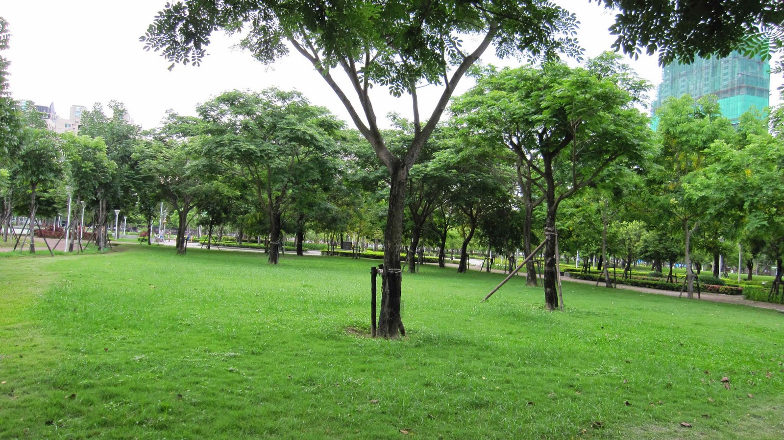 Estudiando Agricultura en Taiwán: Pithecellobium saman como árbol ...
