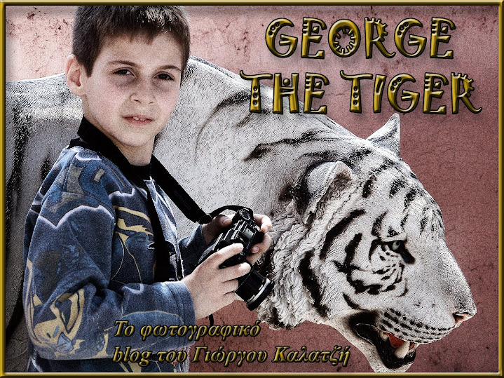 GEORGE THE TIGER