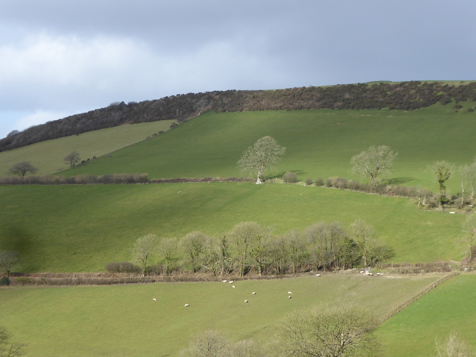 Codlinsandcream2: Today's Medieval Trackway walk