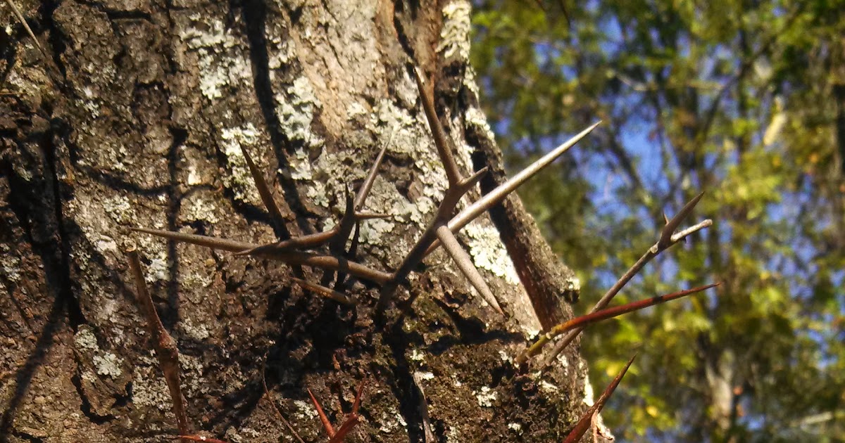 The Wandering Arborist: What big thorns you have.