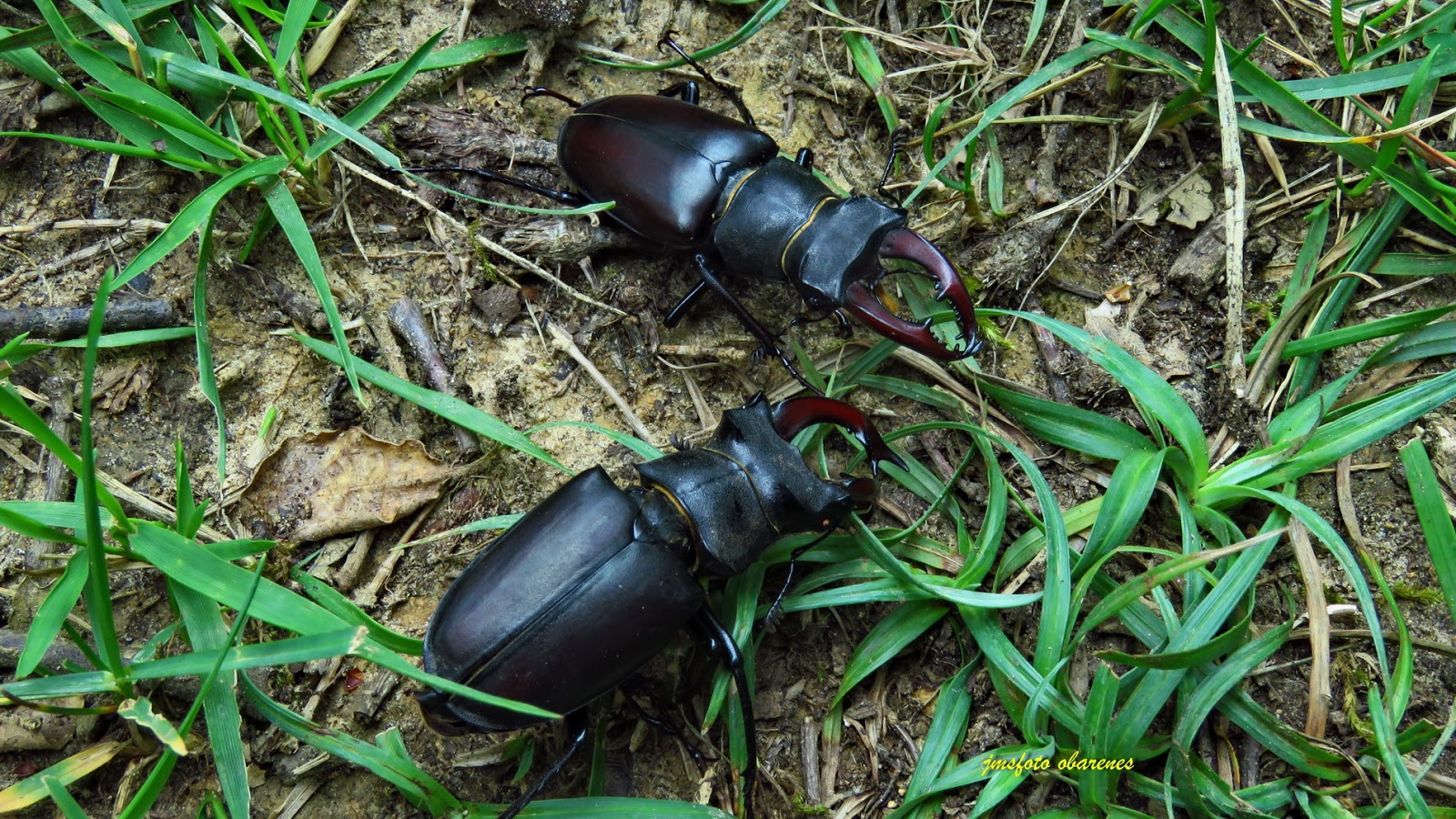 MONTES OBARENES ENTORNO Y VIDA: Ciervo volante (Lucanus cervus) III