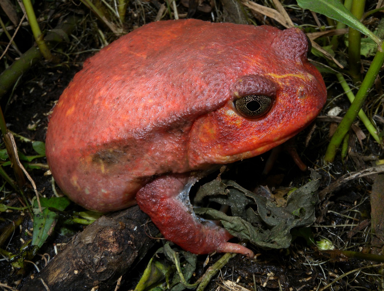 Real Monstrosities: Tomato Frog
