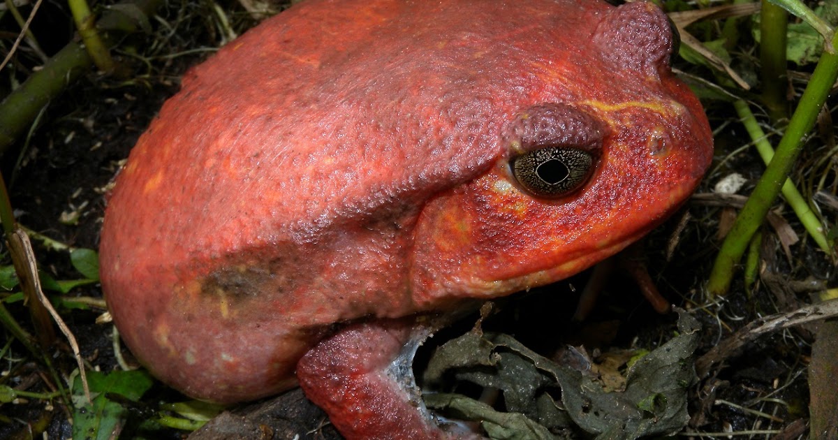 Real Monstrosities: Tomato Frog
