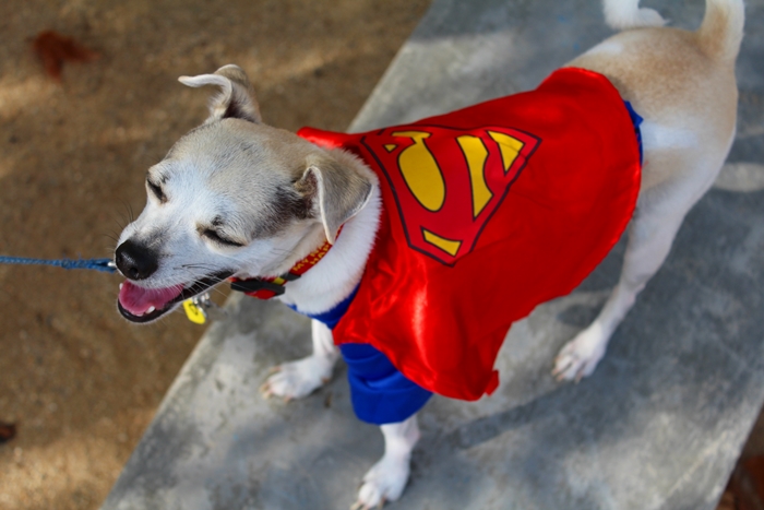 HAPPYHAZEL: SuperHappy is Here! Dog Halloween Costume from ...