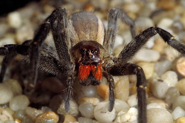 Mcodedprof Wildlife: Deadliest: Brazilian Wandering Spider (Phoneutria)