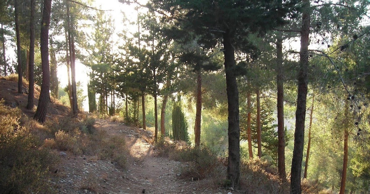 History of the Forests in Israel