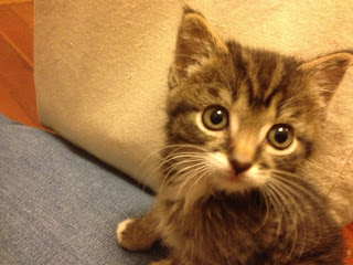 Red Lake Rosie's Rescue: Autumn/Baxter and She/Willy