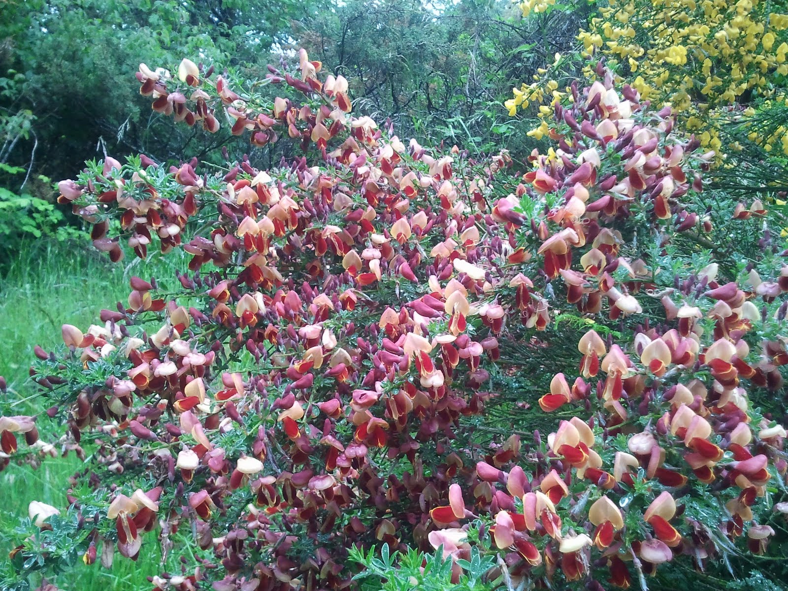 Ernie's Place: Scotch Broom
