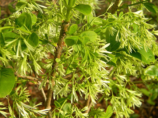 A Walk In Our Garden: Earth Day Reading