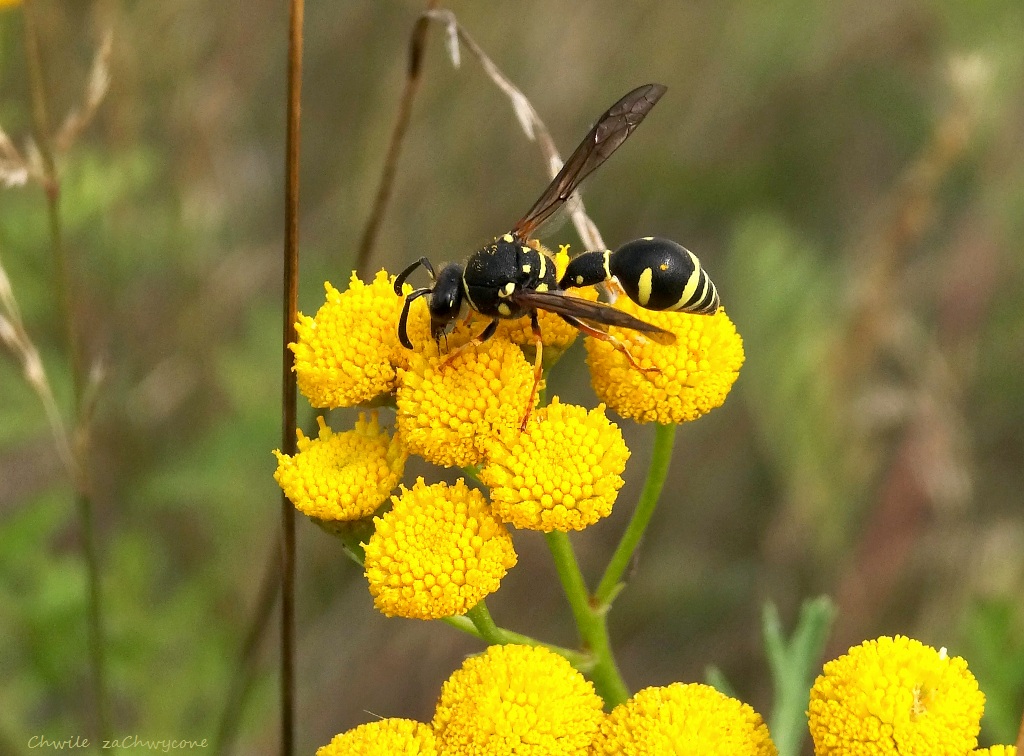 Chwile zaChwycone: Owady na łące