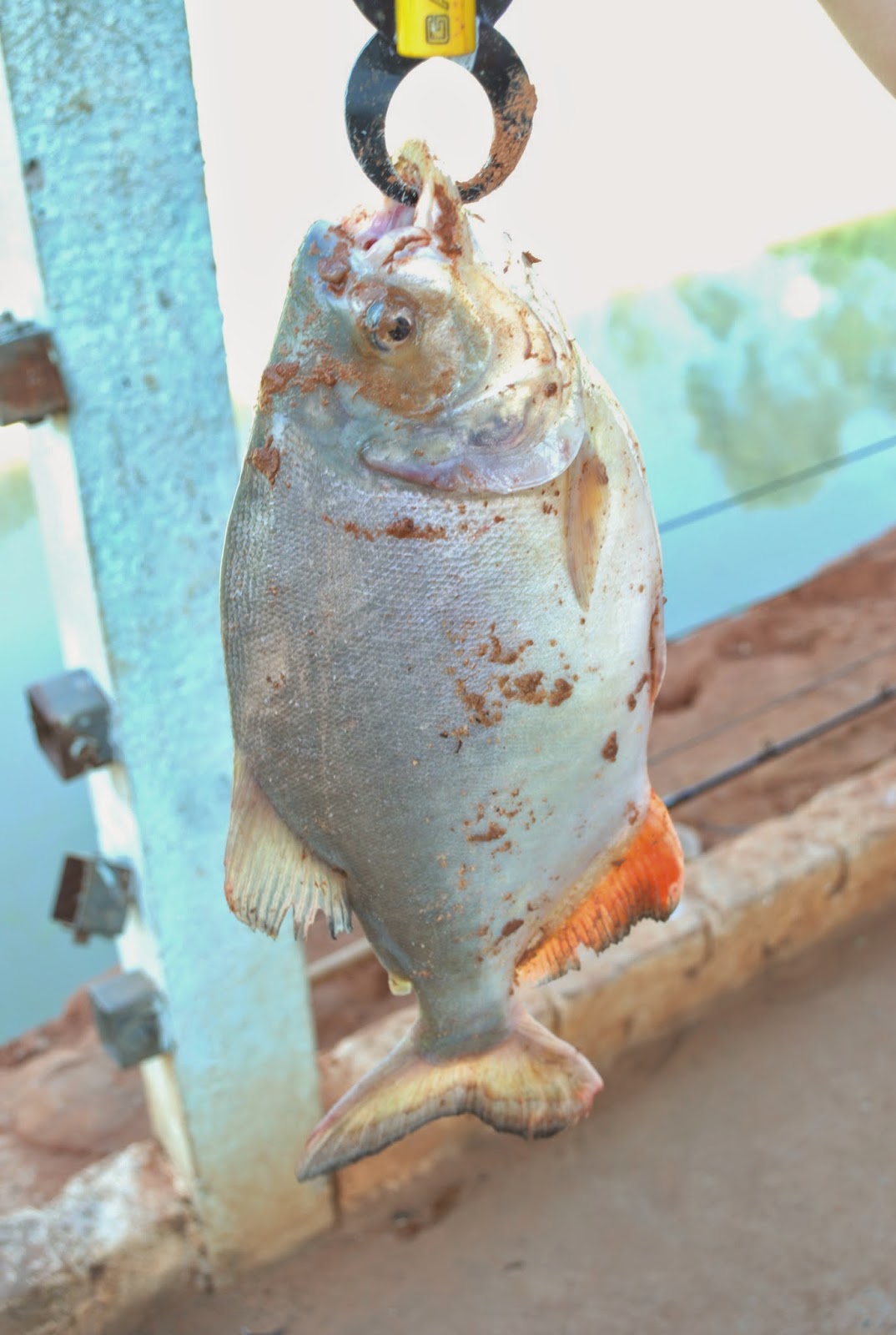 Pescaria de dicas: patinga