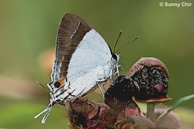 Butterflies of Singapore: Apr 21, 2012