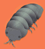 Ciencias Naturales y su Didáctica: La Luz y los bichos Bolita