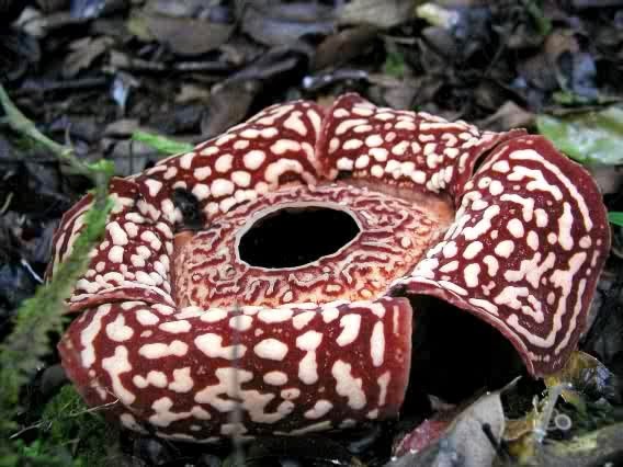 BERITA KALIMANTAN: Rafflesia Borneensis