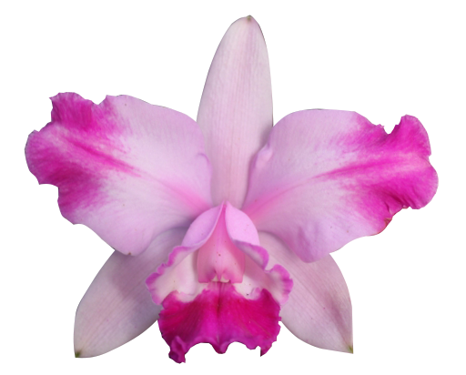 Dicas de Cultivo de Catlleyas