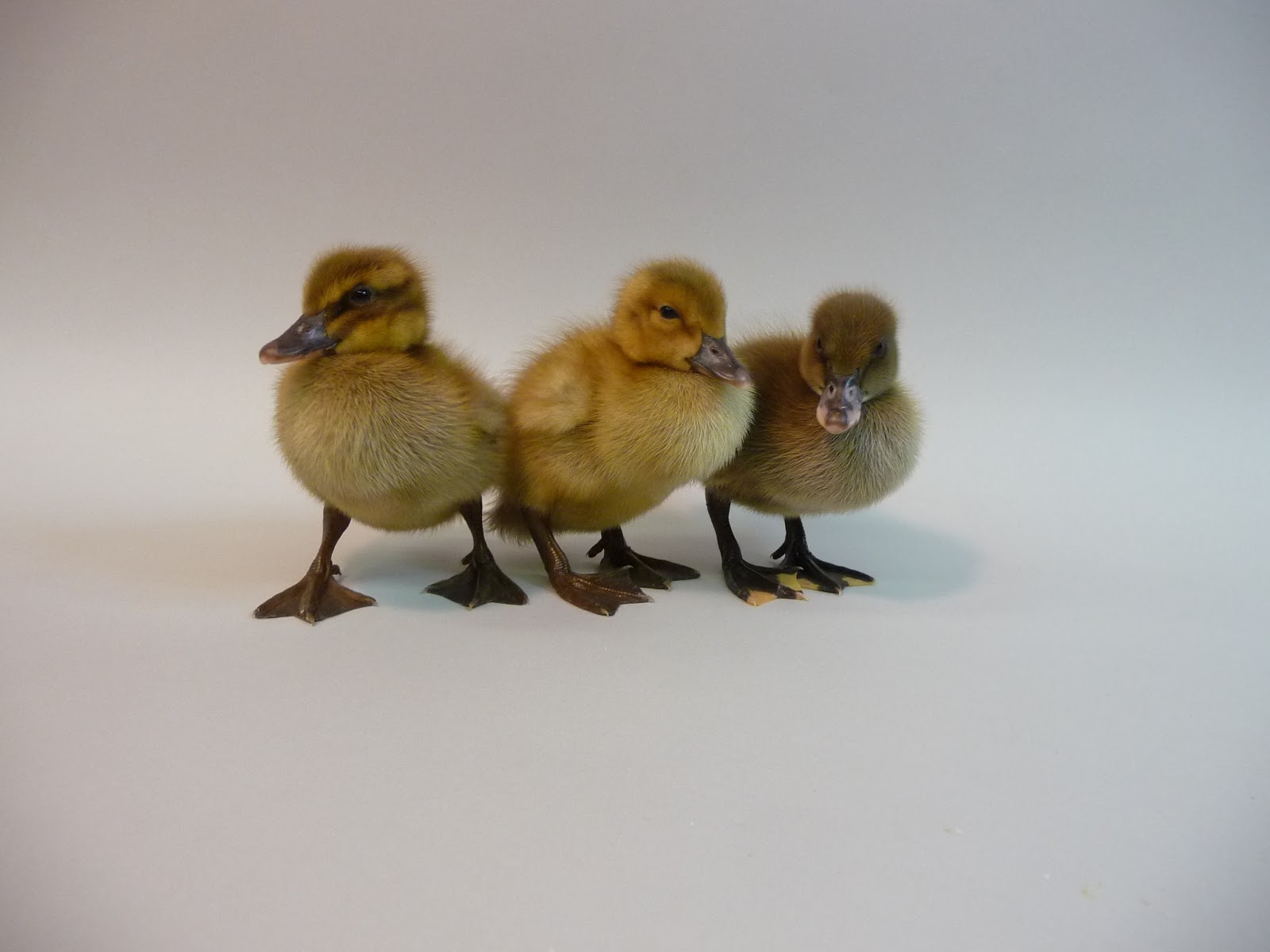 Metzer Farms Duck and Goose Blog: Golden 300 Hybrid and White Layer Ducks