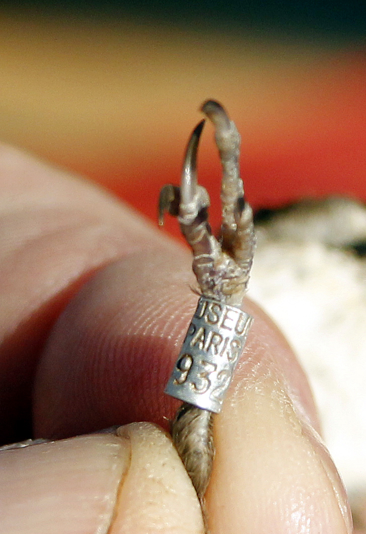 Another Bird Blog: Recent Recoveries