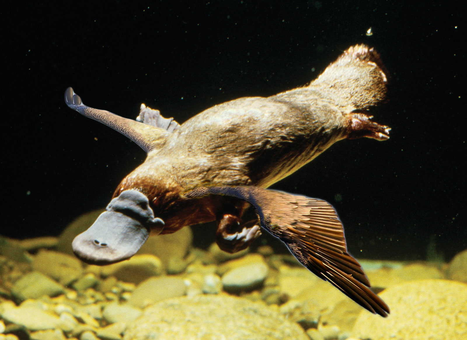 Computer Art & Animation: FLying Platypus