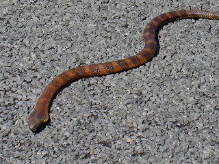 Jennifer Spry's Birding Blog: Wonderful Werribee Week 25/9 to 30/9