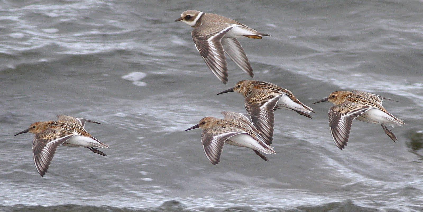MAX'S BIRDING DIARY: Off again to Draycote Water.