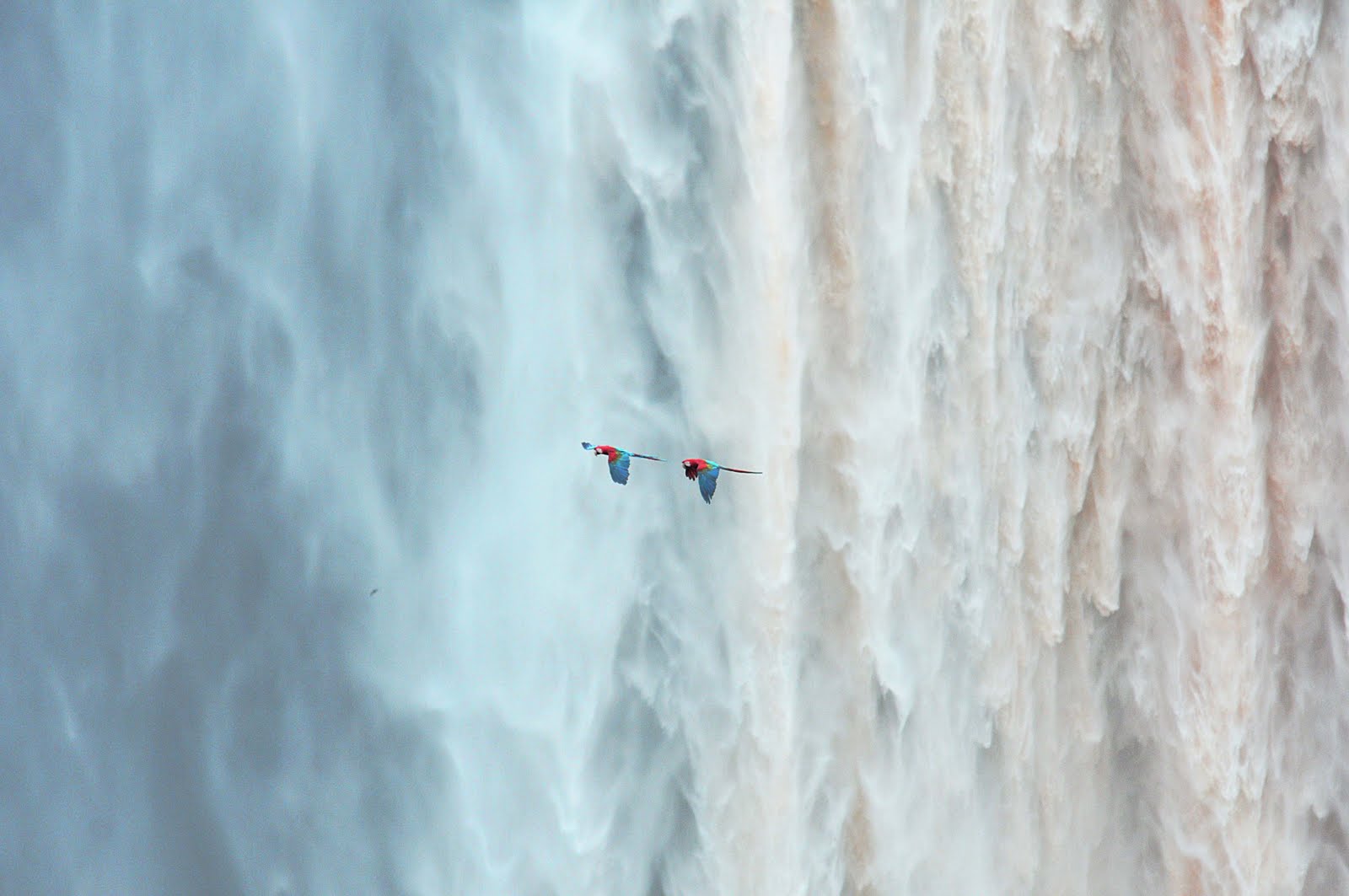 A Year's Risings with Mary Oliver: Lark Ascending - Back from Guyana