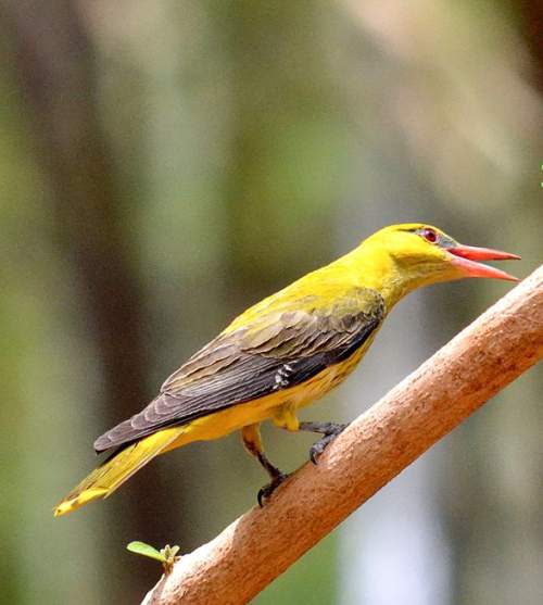 Indian golden oriole photos | Birds of India | Bird World