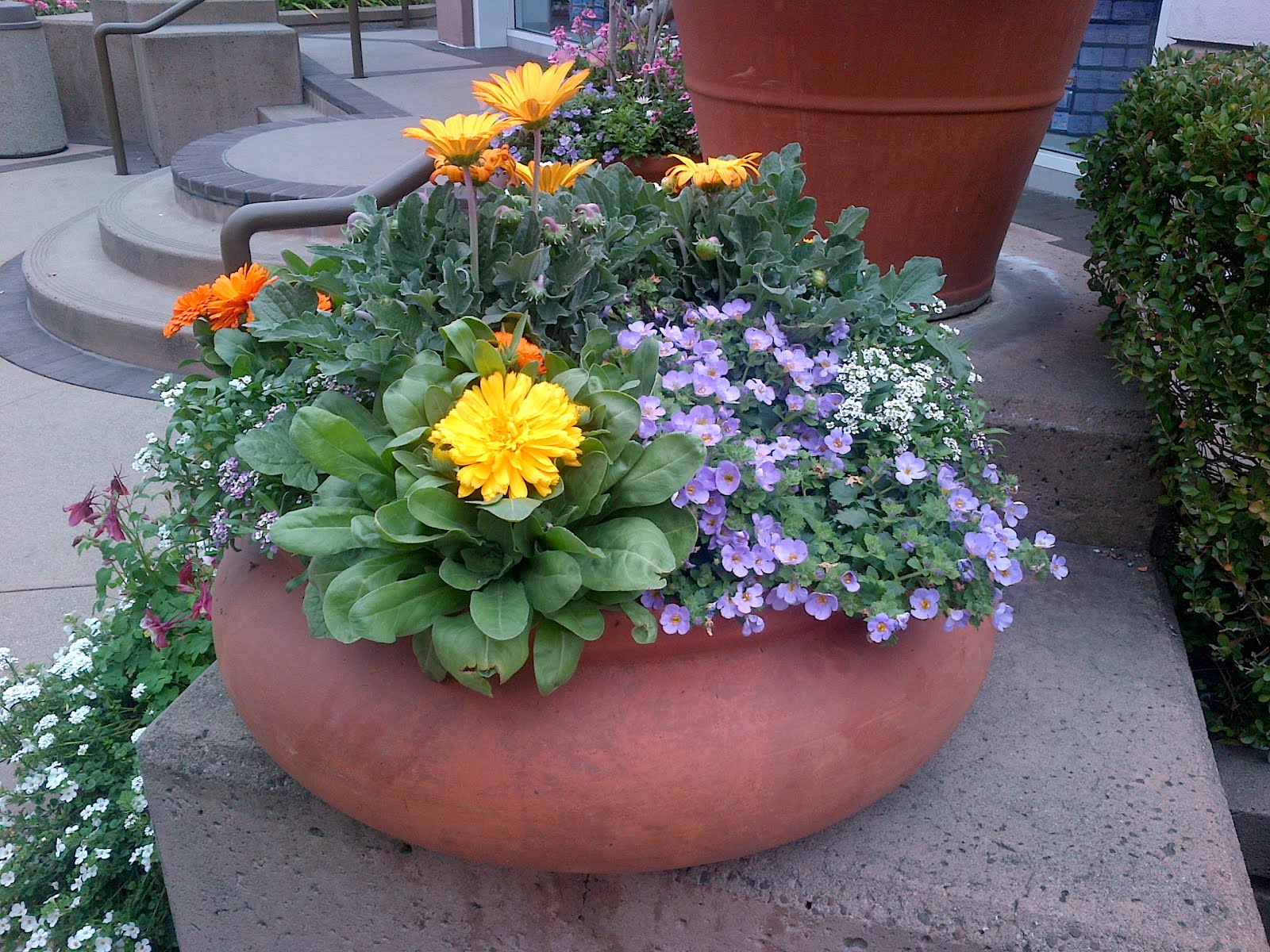 The Garden Doc: Container Gardening
