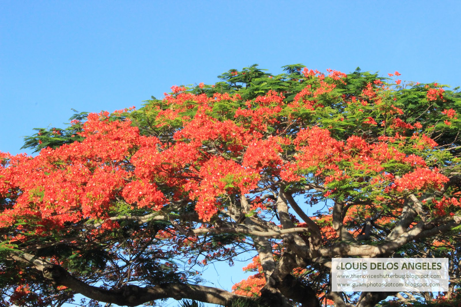 The Novice Shutterbug: Model: Fire tree and other trees