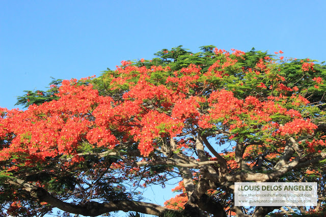 The Novice Shutterbug: Model: Fire tree and other trees