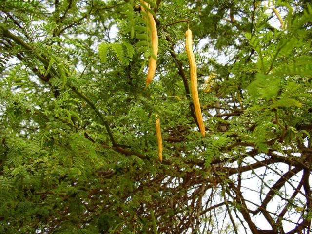 La biblioteca de Marcelo Leites: PROSOPIS ALBA